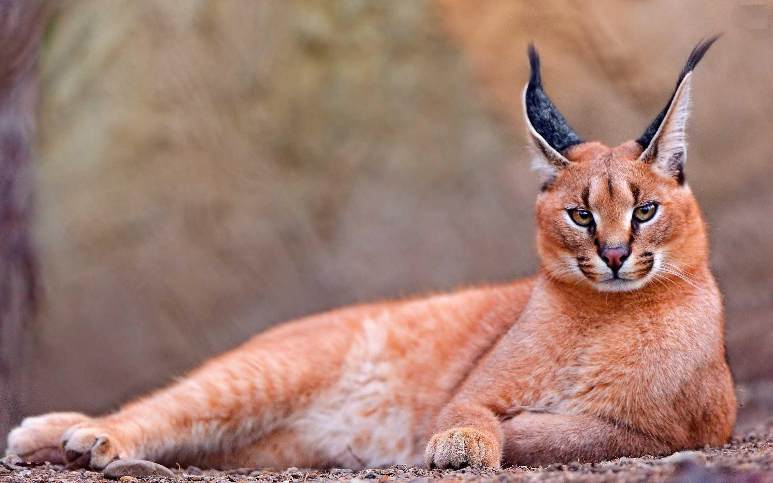 Caracal Wallpapers - Top Free Caracal Backgrounds - WallpaperAccess
