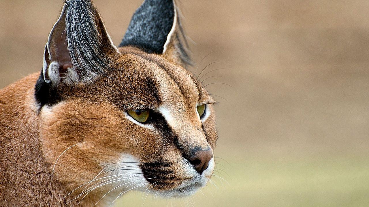 Caracal Wallpapers - Top Free Caracal Backgrounds - WallpaperAccess