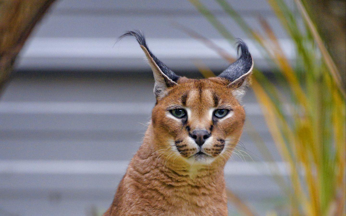 Caracal Wallpapers - Top Free Caracal Backgrounds - WallpaperAccess