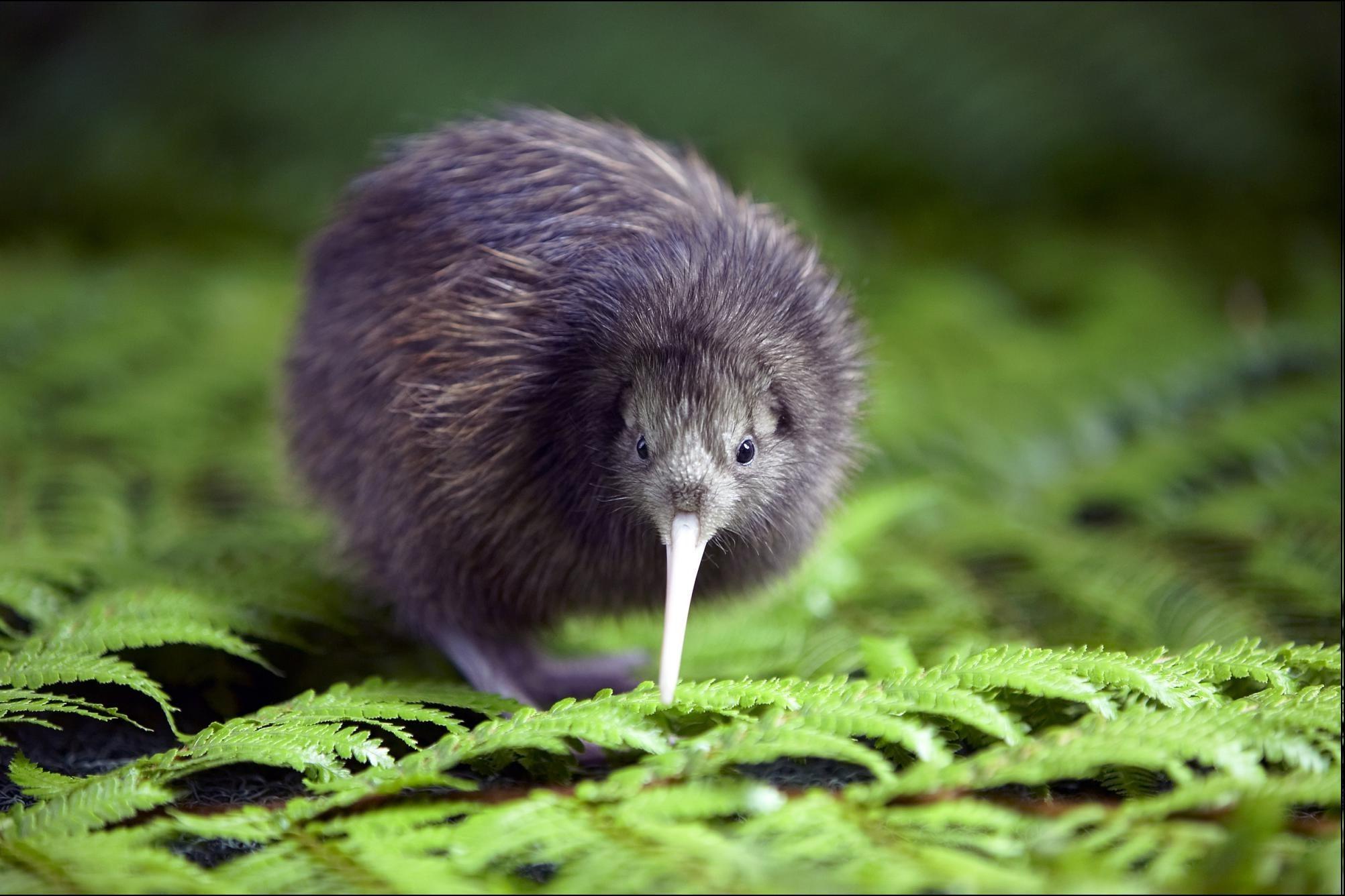 Kiwi Bird Wallpapers - Top Free Kiwi Bird Backgrounds - WallpaperAccess
