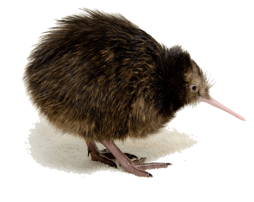 Kiwi Bird Wallpapers - Top Free Kiwi Bird Backgrounds - WallpaperAccess