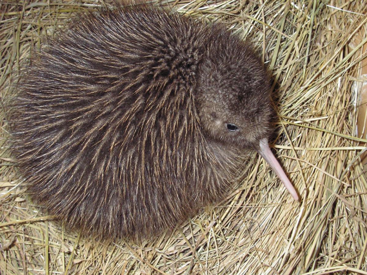 Kiwi Bird Wallpapers - Top Free Kiwi Bird Backgrounds - WallpaperAccess