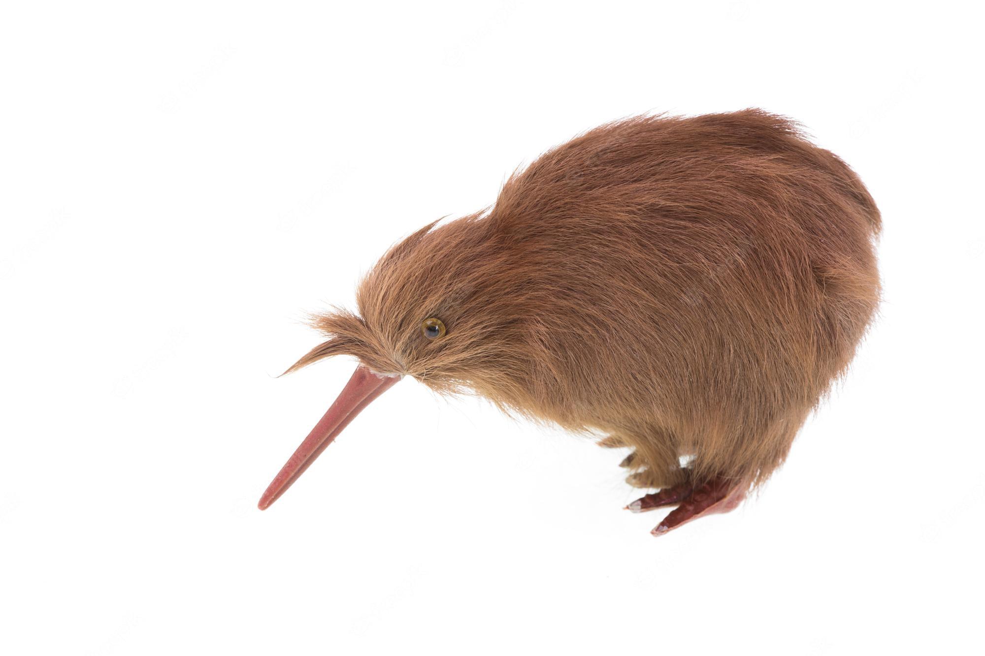 Kiwi Bird Wallpapers - Top Free Kiwi Bird Backgrounds - WallpaperAccess