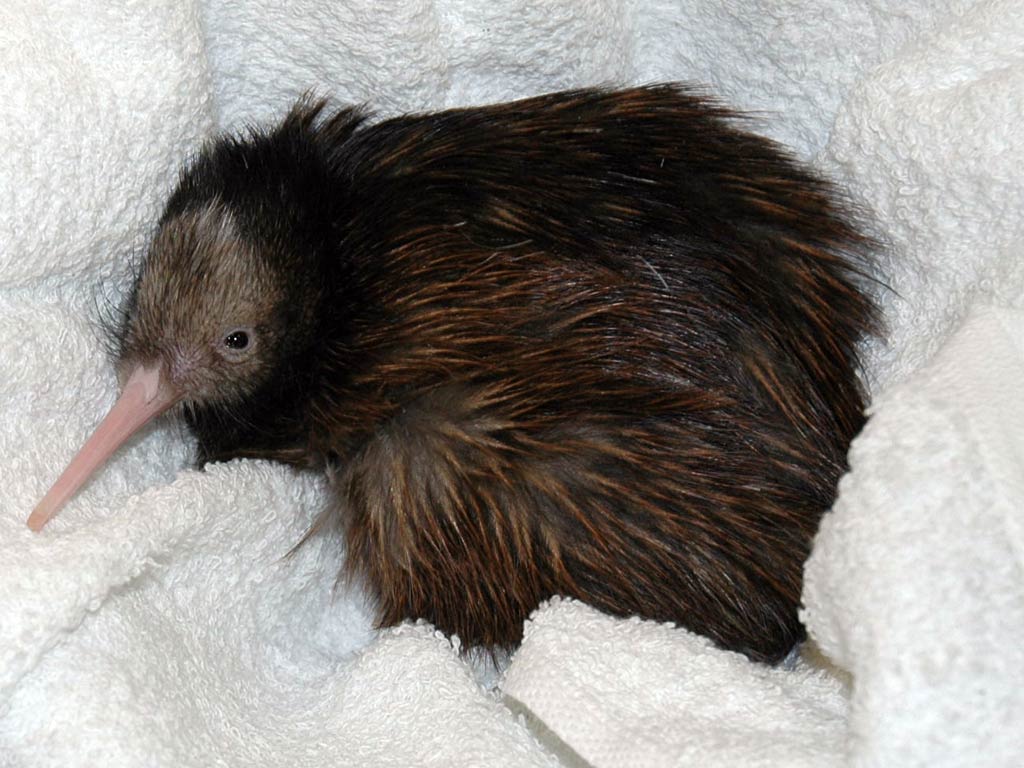 Kiwi Bird Wallpapers - Top Free Kiwi Bird Backgrounds - WallpaperAccess