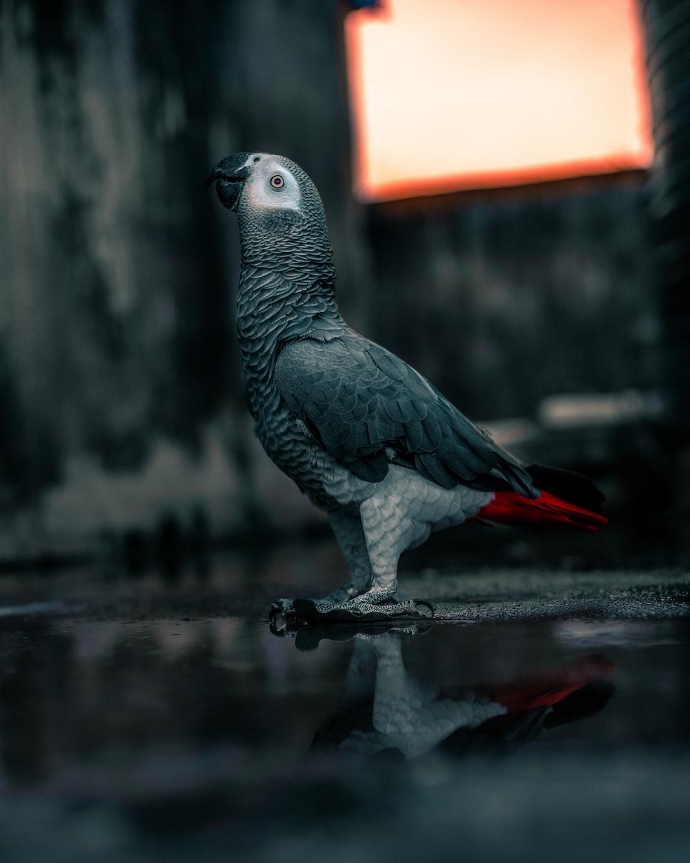 African Grey Parrot Wallpapers - Top Free African Grey Parrot ...