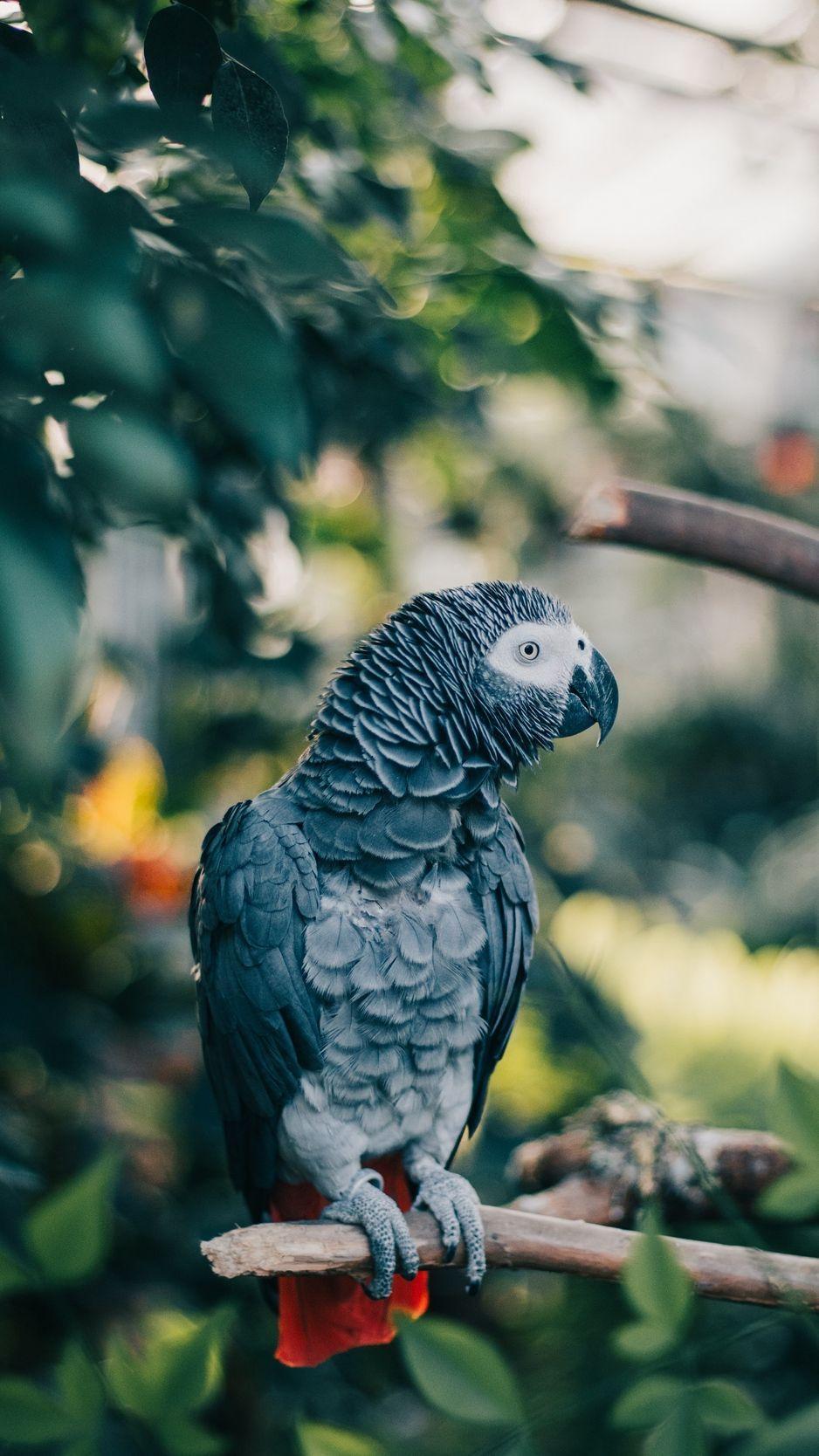 African Grey Parrot Wallpapers - Top Free African Grey Parrot ...