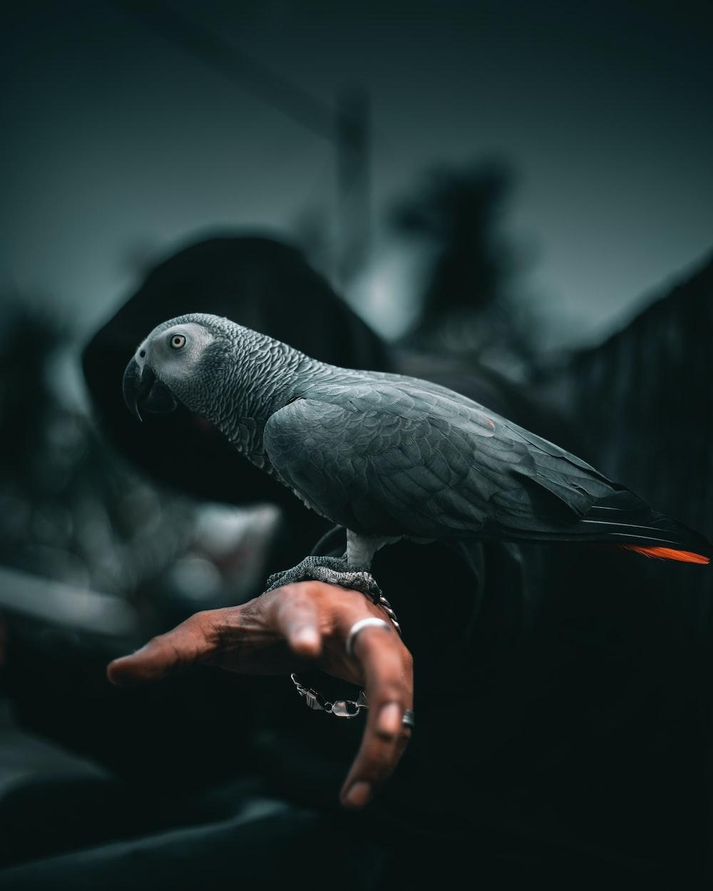 Grey Parrot Wallpapers - Top Free Grey Parrot Backgrounds - WallpaperAccess