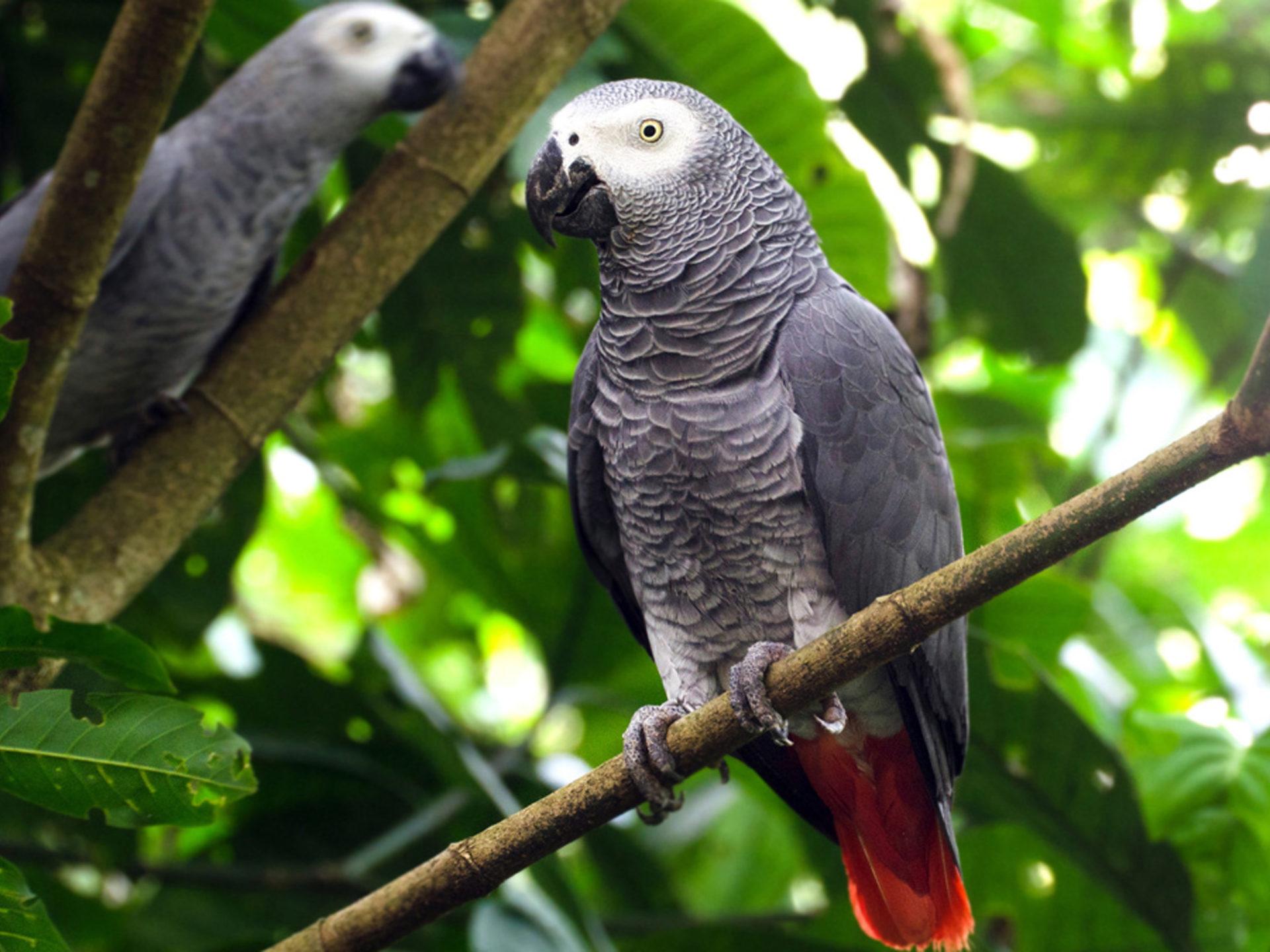 Grey Parrot Wallpapers - Top Free Grey Parrot Backgrounds - WallpaperAccess