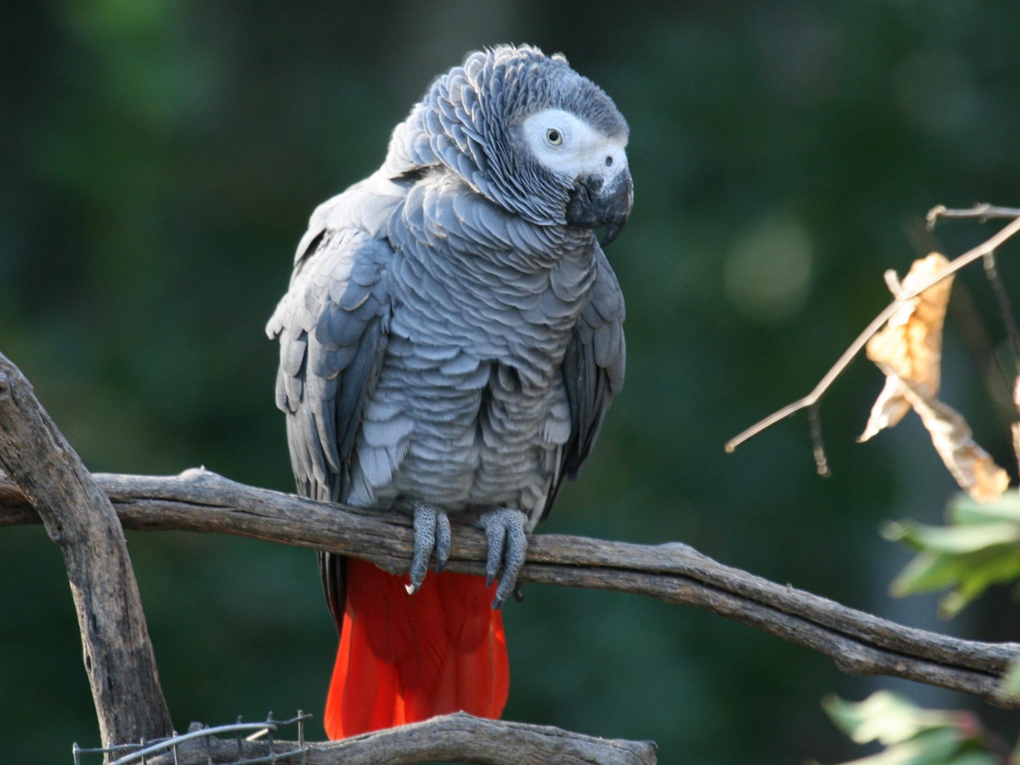 Grey Parrot Wallpapers - Top Free Grey Parrot Backgrounds - WallpaperAccess