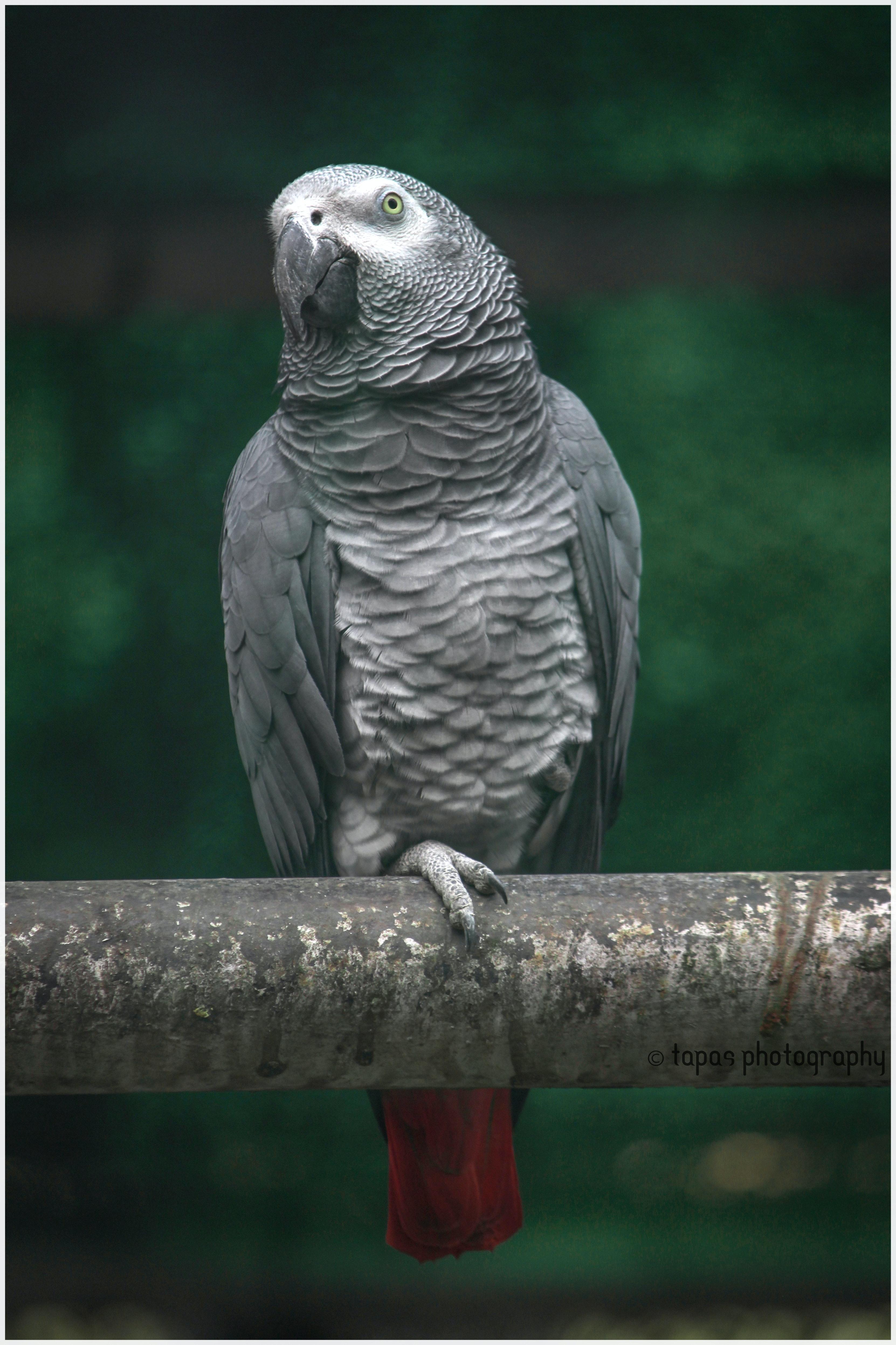 African Grey Parrot Wallpapers - Top Free African Grey Parrot ...