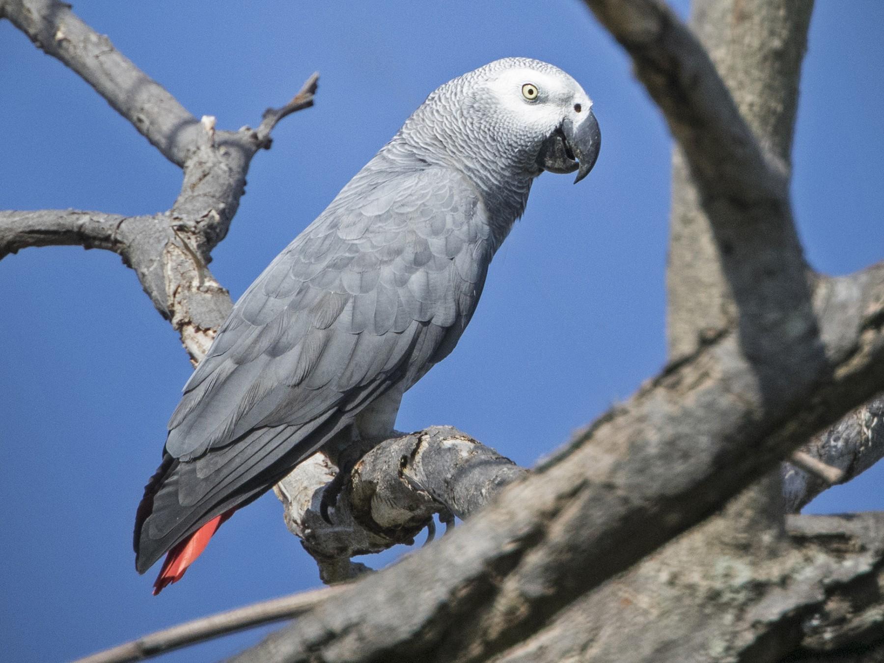 Grey Parrot Wallpapers - Top Free Grey Parrot Backgrounds - WallpaperAccess