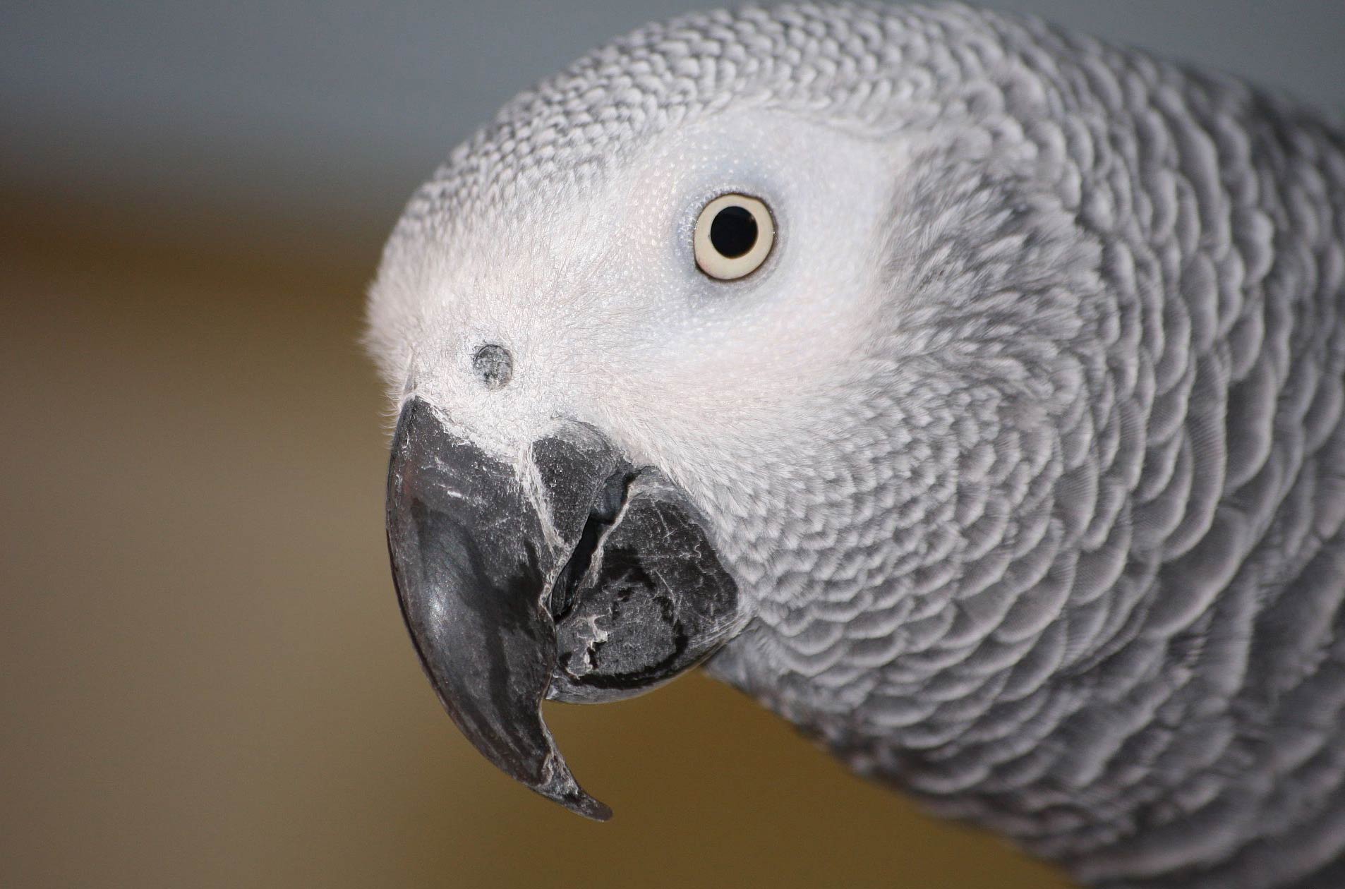 Grey Parrot Wallpapers - Top Free Grey Parrot Backgrounds - WallpaperAccess