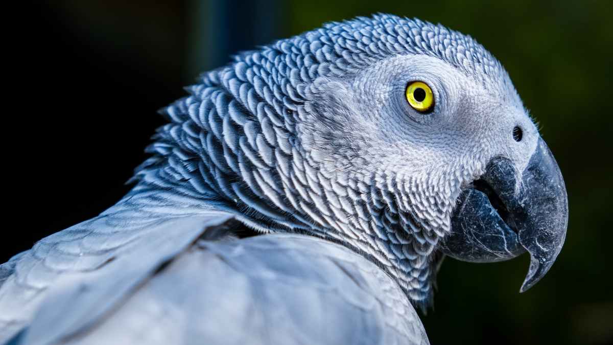 Grey Parrot Wallpapers - Top Free Grey Parrot Backgrounds - WallpaperAccess
