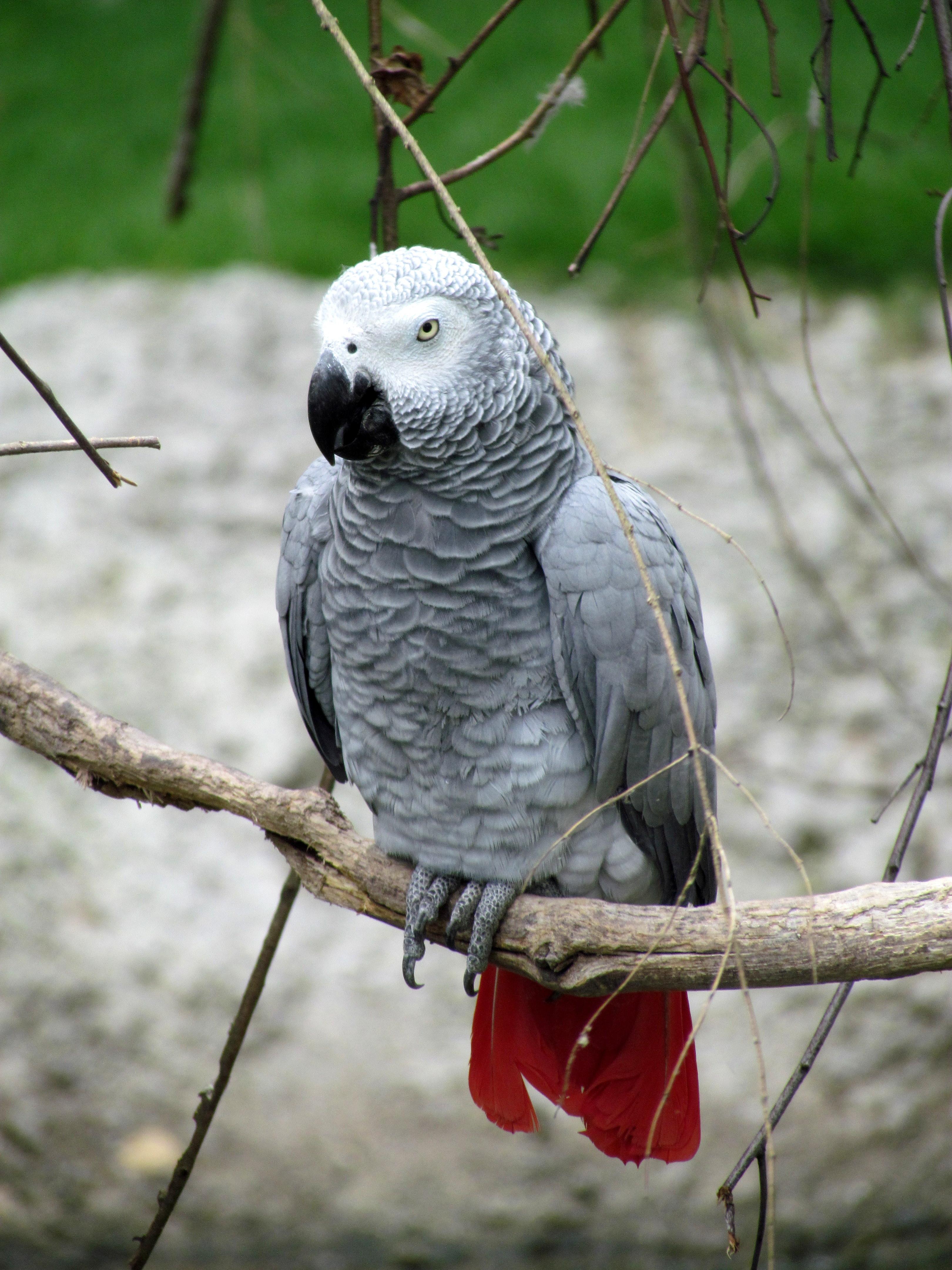 Grey Parrot Wallpapers - Top Free Grey Parrot Backgrounds - WallpaperAccess