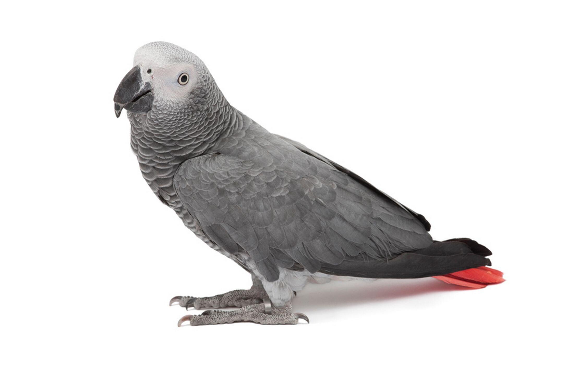 Grey Parrot Wallpapers - Top Free Grey Parrot Backgrounds - WallpaperAccess