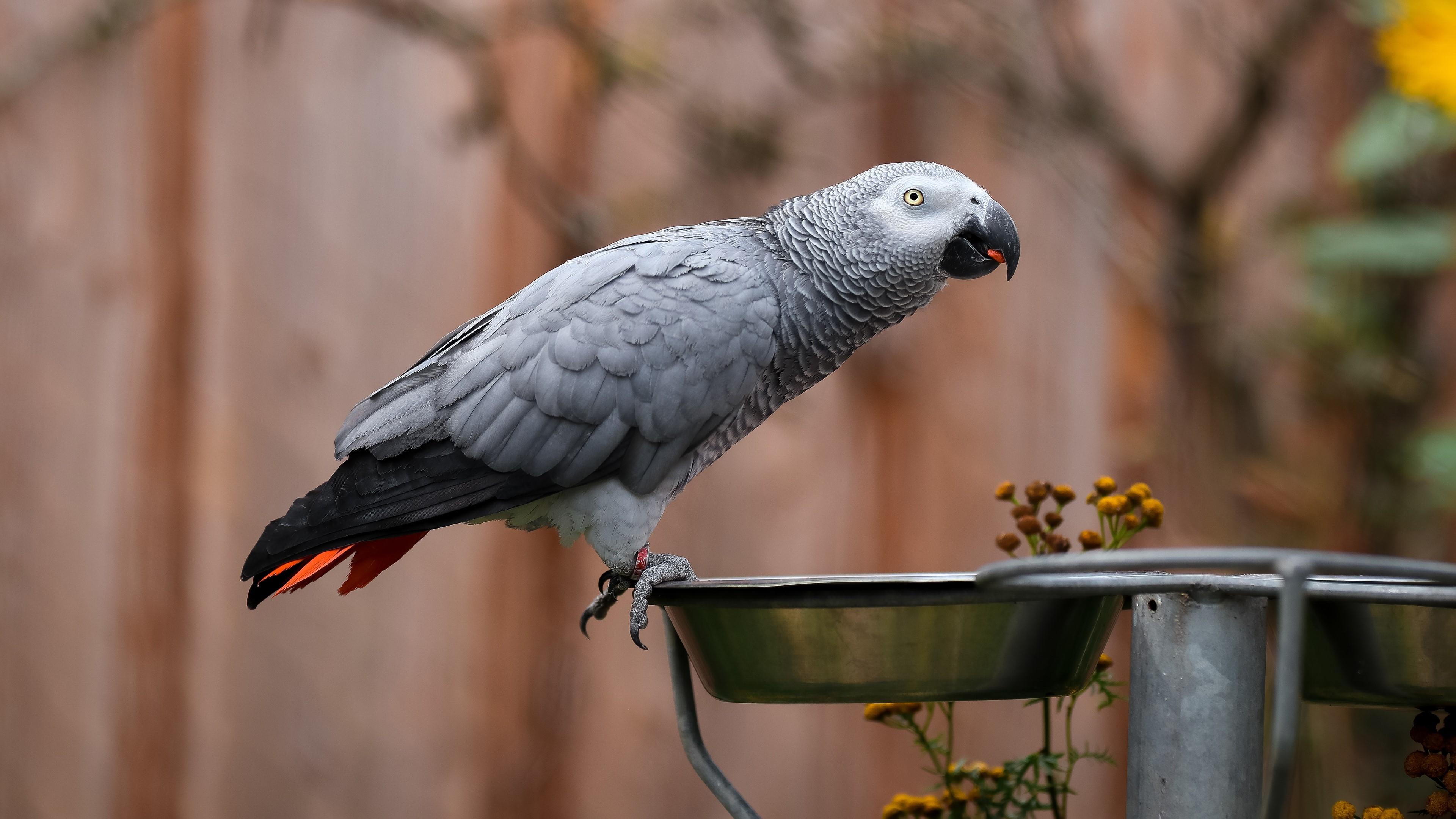 Grey Parrot Wallpapers - Top Free Grey Parrot Backgrounds - WallpaperAccess