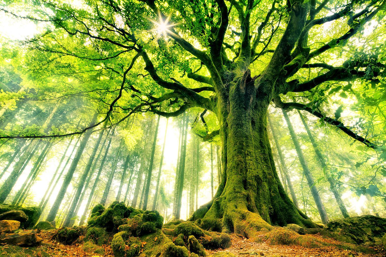 Nature Green Tree Wallpapers - Top Free Nature Green Tree Backgrounds ...