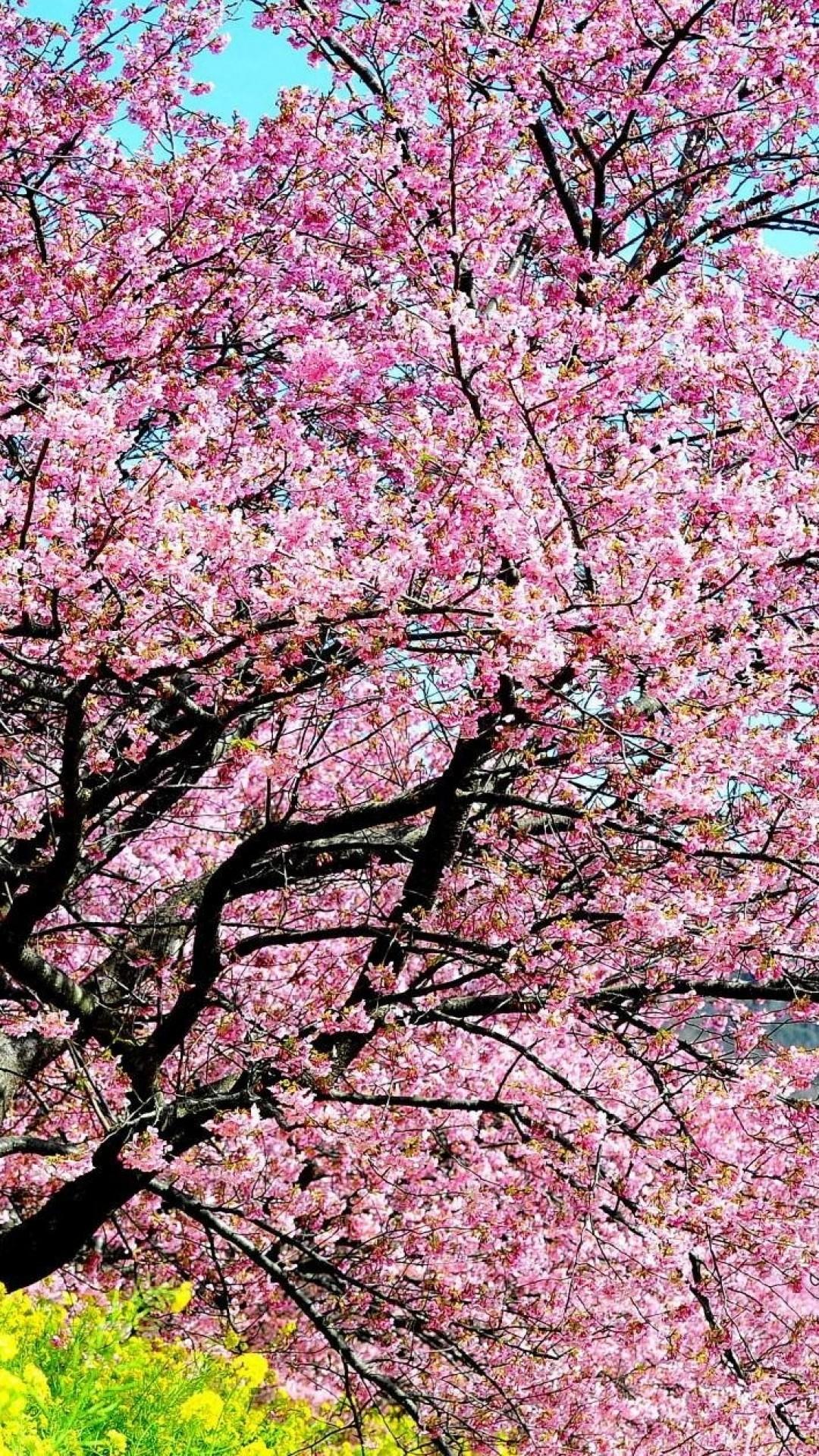 Flowering Trees Wallpapers - Top Free Flowering Trees Backgrounds ...