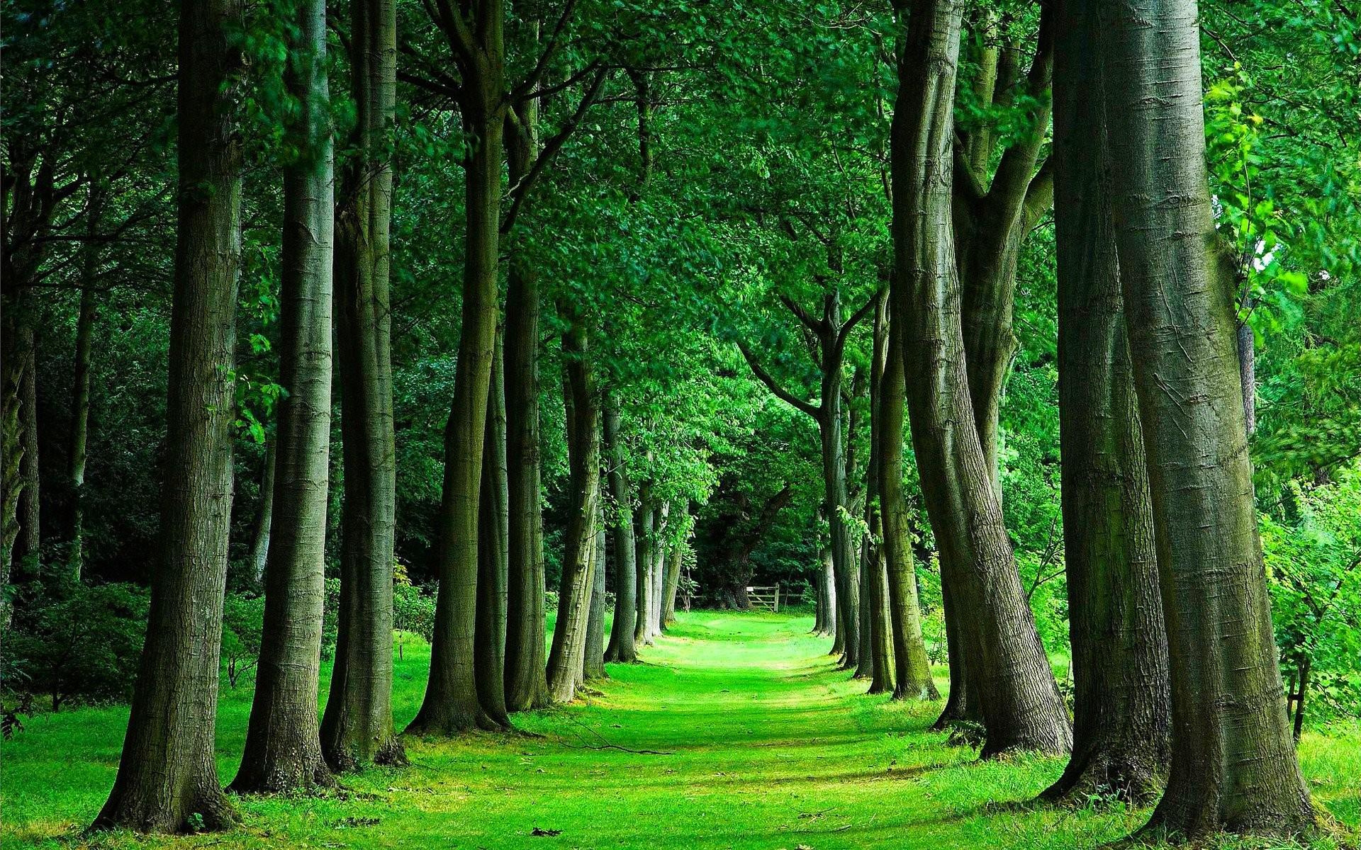 Nature Green Tree Wallpapers - Top Free Nature Green Tree Backgrounds ...