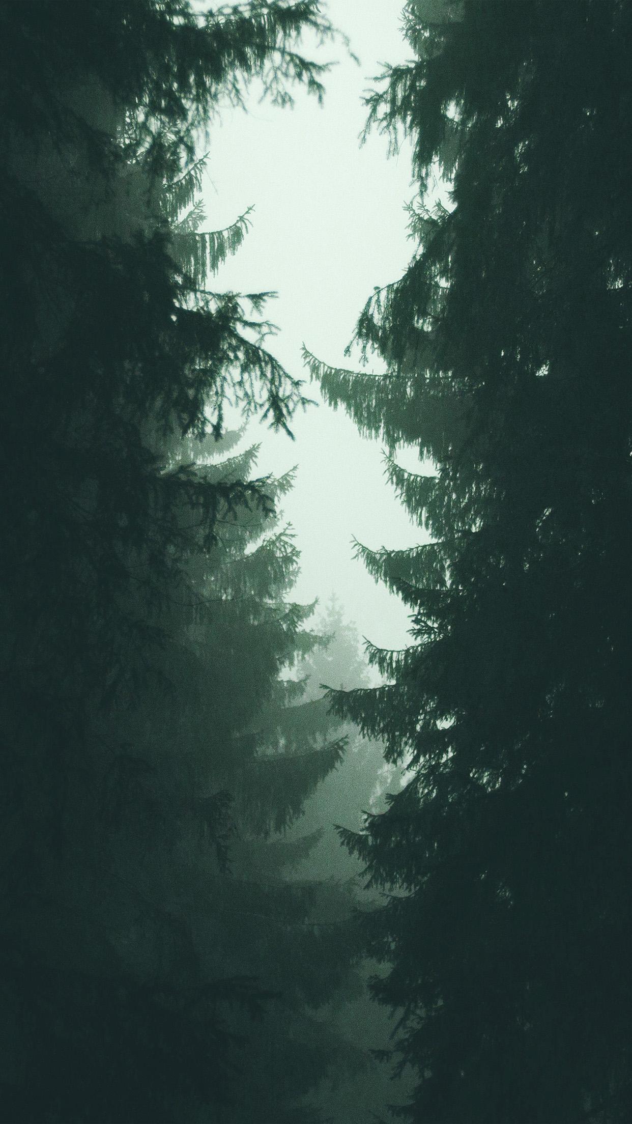 Nature Green Tree Wallpapers - Top Free Nature Green Tree Backgrounds ...