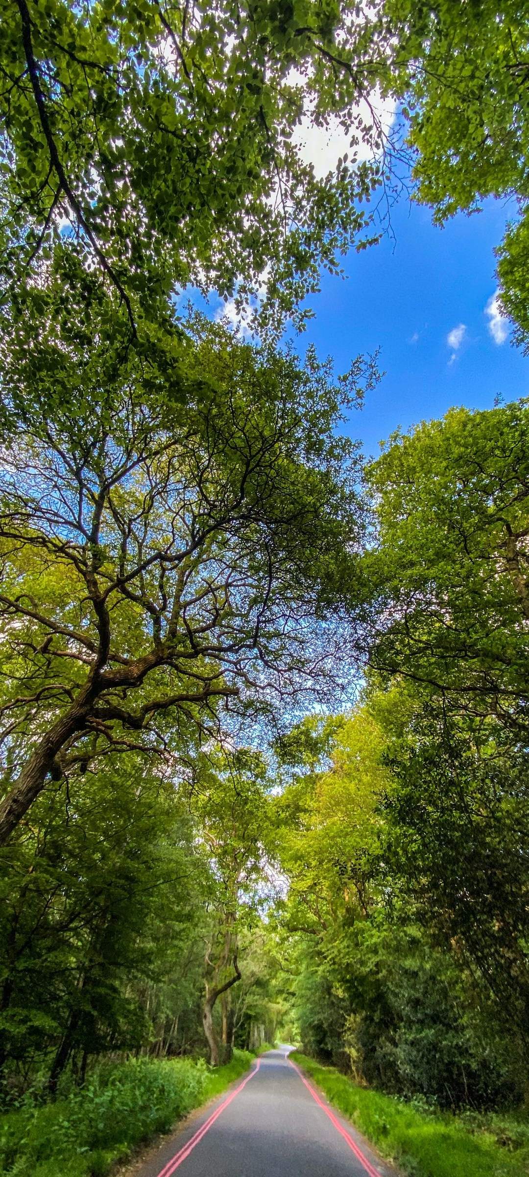 Nature Green Tree Wallpapers - Top Free Nature Green Tree Backgrounds ...