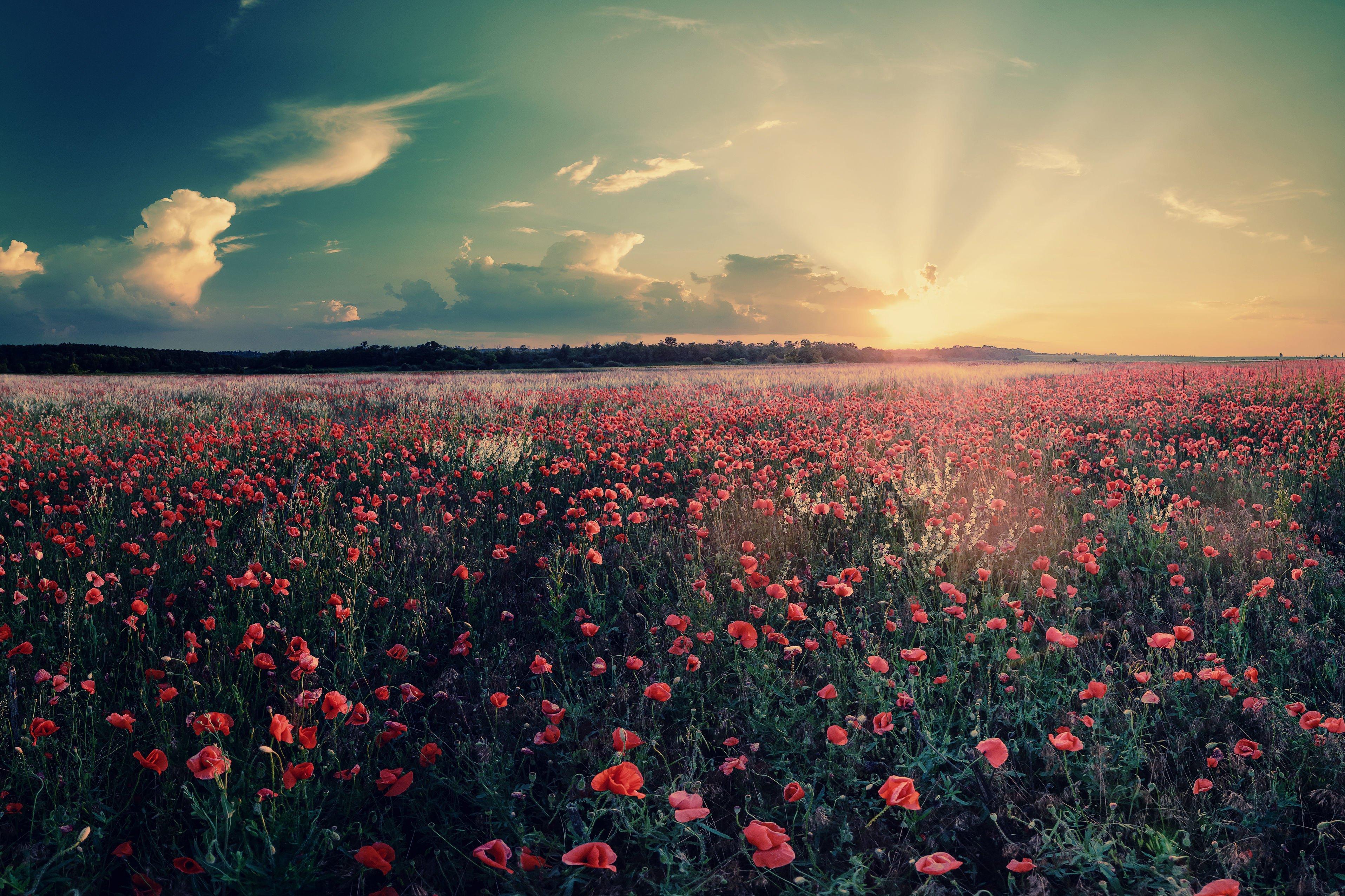 Sunrise Sunset Spring Wallpapers - Top Free Sunrise Sunset Spring ...