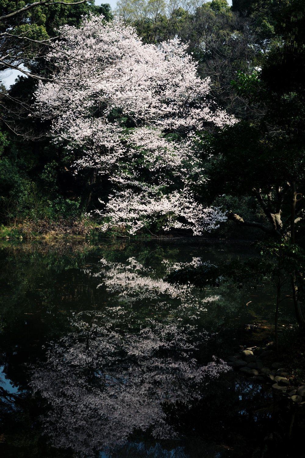 Zen Spring Wallpapers - Top Free Zen Spring Backgrounds - WallpaperAccess