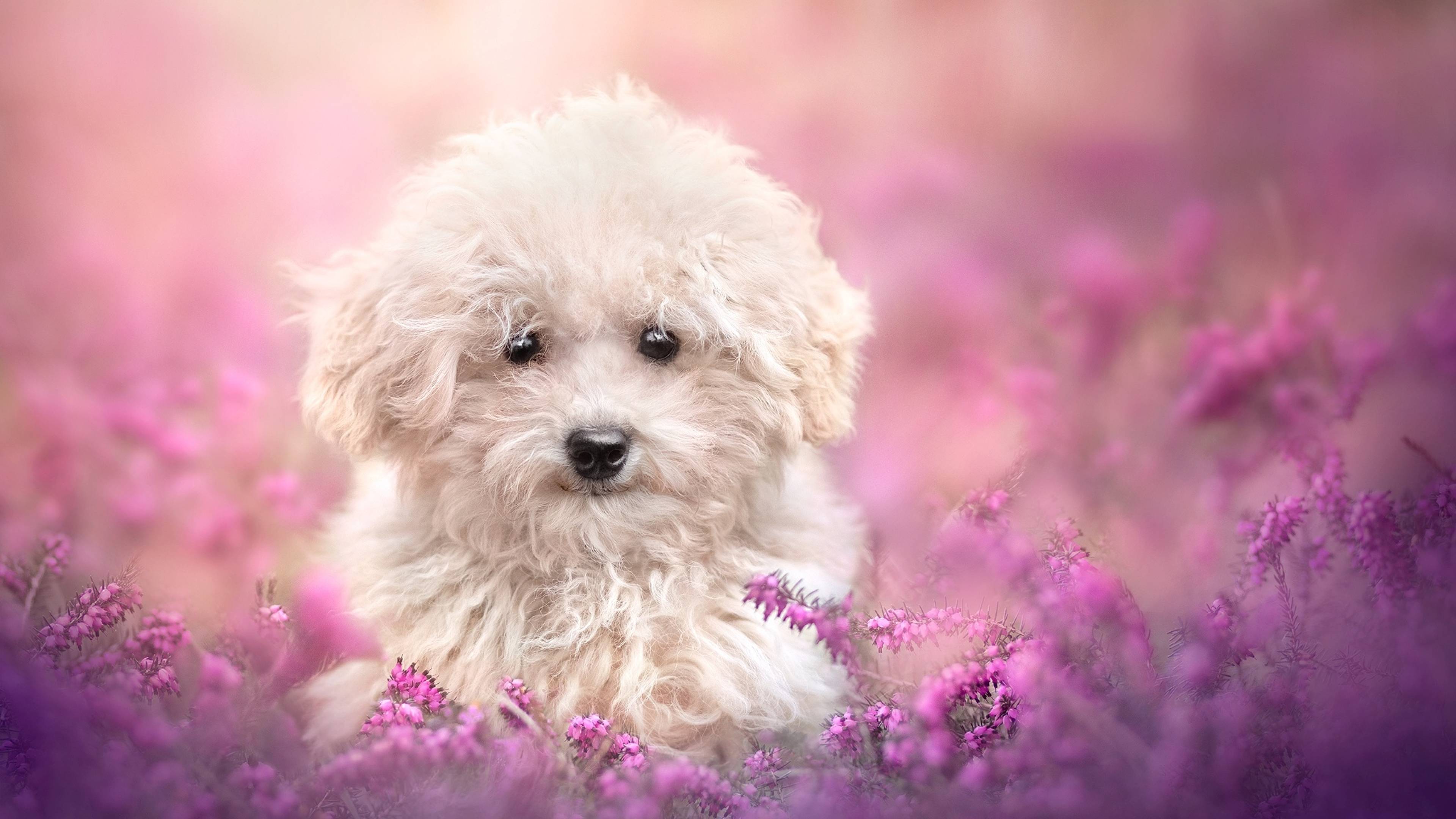 Cute Dog 4k Wallpapers - Top Free Cute Dog 4k Backgrounds - WallpaperAccess