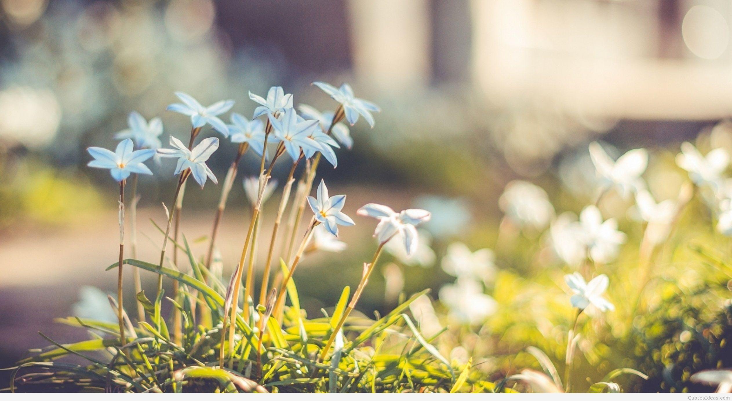 Zen Spring Wallpapers - Top Free Zen Spring Backgrounds - WallpaperAccess