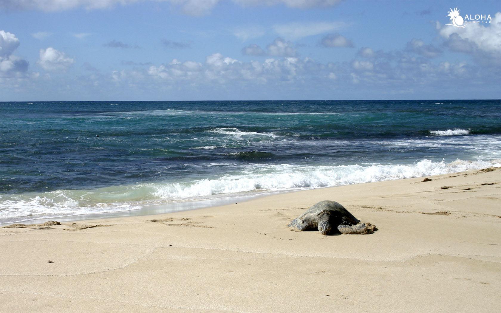 Aloha Beach Wallpapers - Top Free Aloha Beach Backgrounds - WallpaperAccess