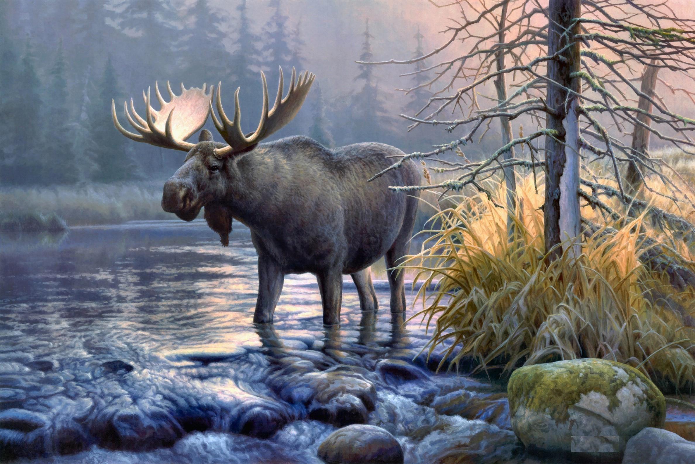 Moose Desktop Wallpapers - Top Free Moose Desktop Backgrounds ...