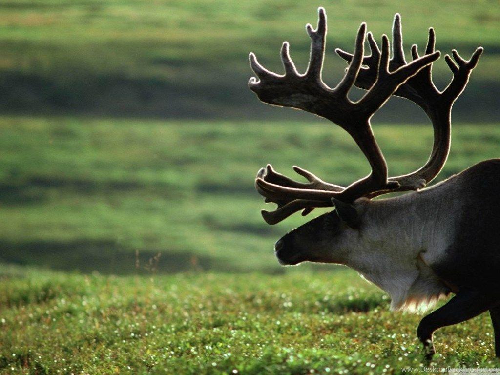 Moose Desktop Wallpapers - Top Free Moose Desktop Backgrounds ...