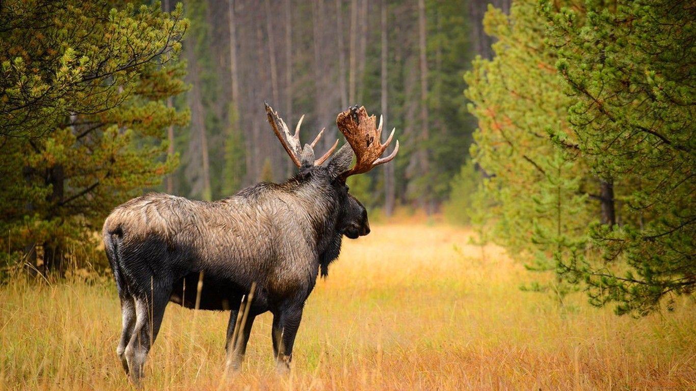 Moose Desktop Wallpapers - Top Free Moose Desktop Backgrounds ...