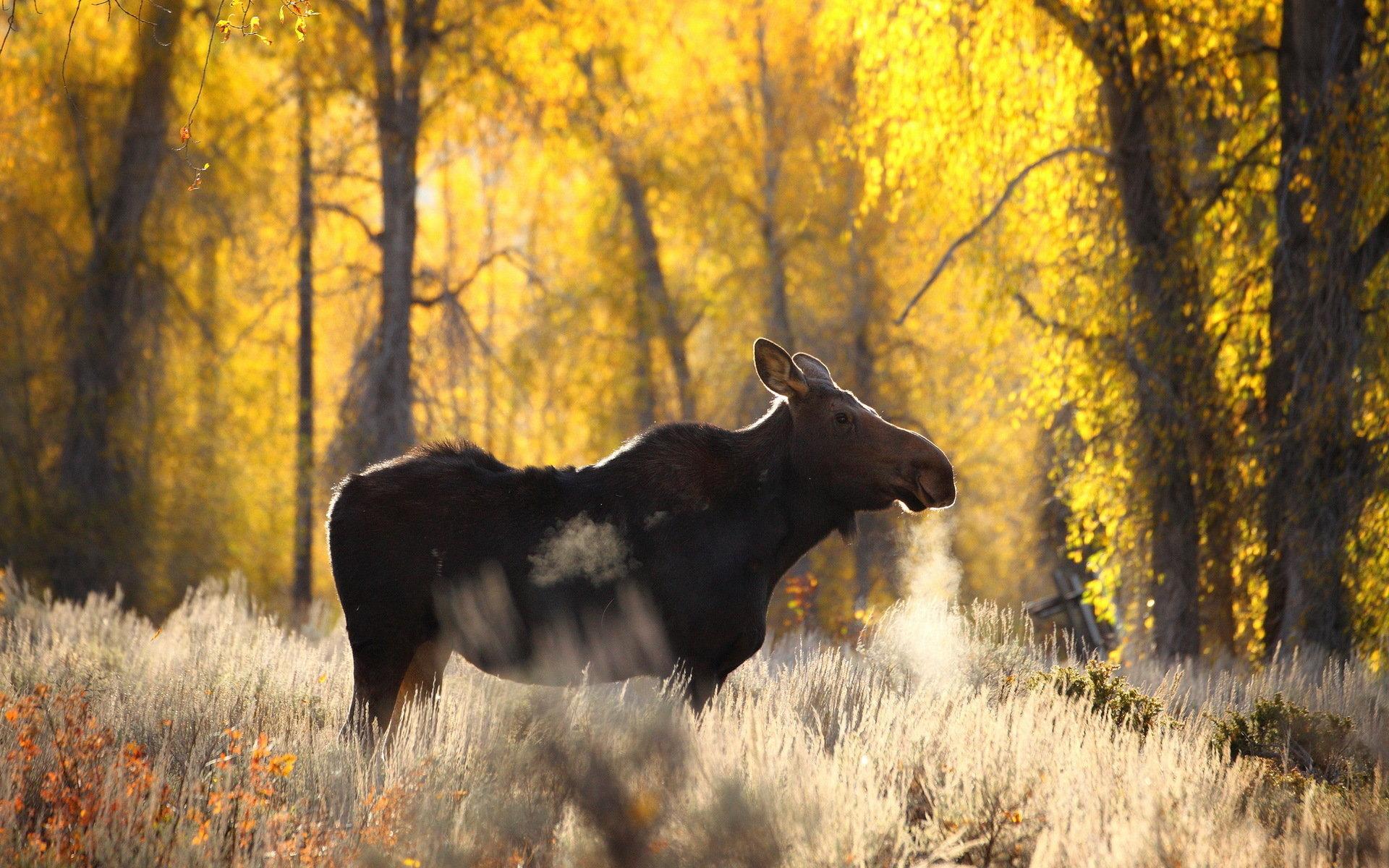 Moose Desktop Wallpapers - Top Free Moose Desktop Backgrounds ...