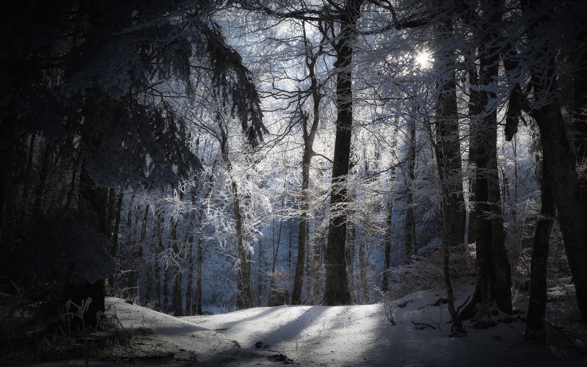 Winter Forest Desktop Wallpapers - Top Free Winter Forest Desktop ...
