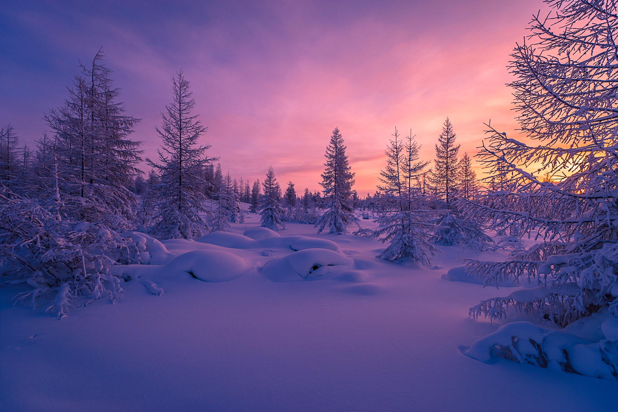 Winter Forest Desktop Wallpapers - Top Free Winter Forest Desktop ...