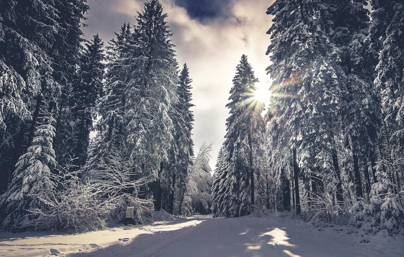Winter Forest Desktop Wallpapers - Top Free Winter Forest Desktop ...
