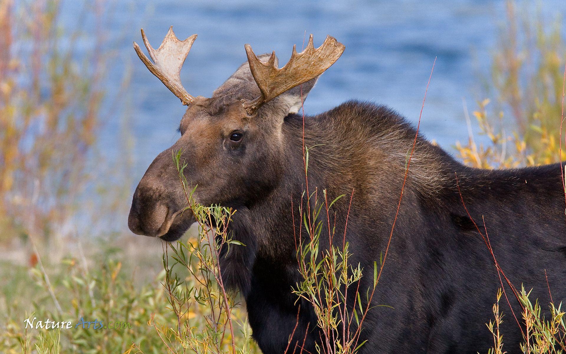 Moose Desktop Wallpapers - Top Free Moose Desktop Backgrounds ...