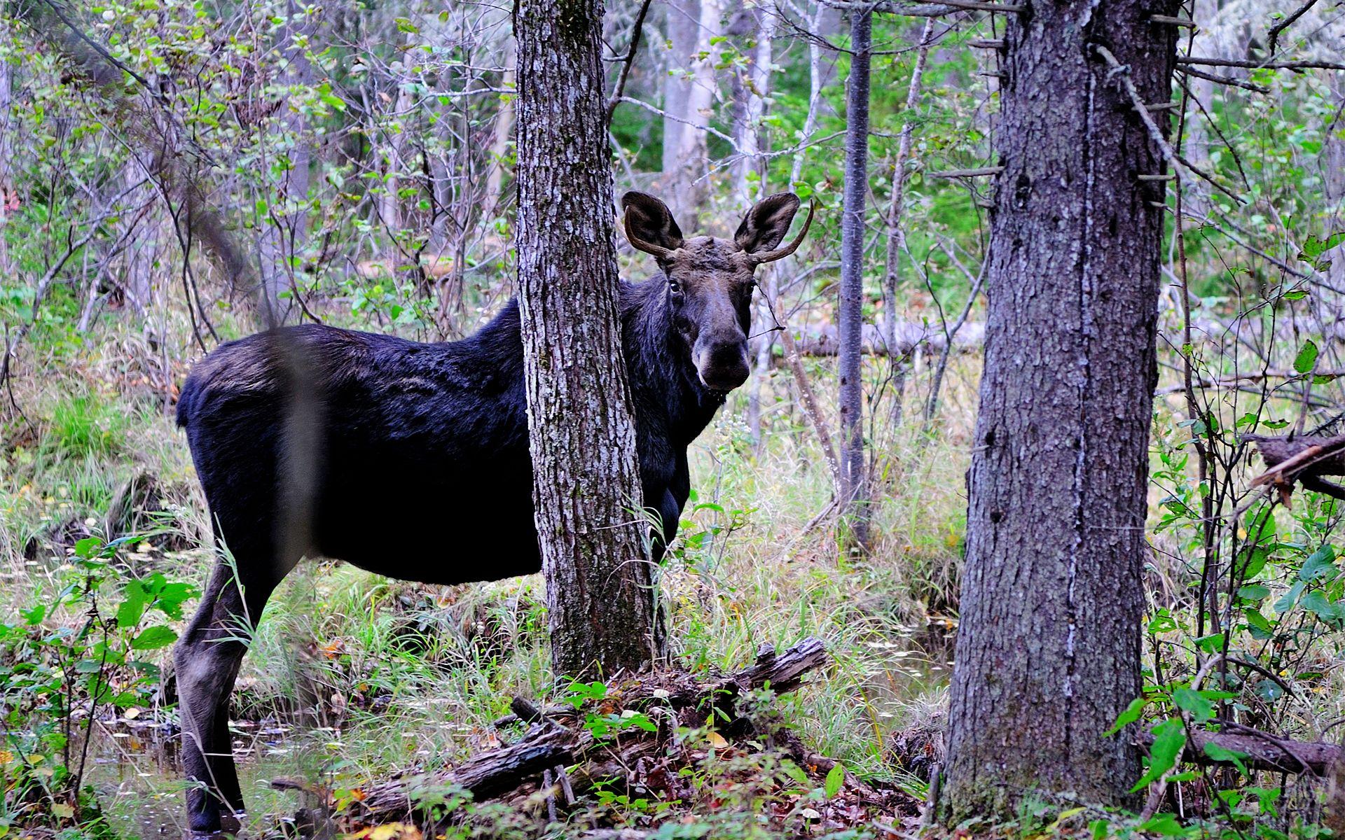 Moose Desktop Wallpapers - Top Free Moose Desktop Backgrounds ...