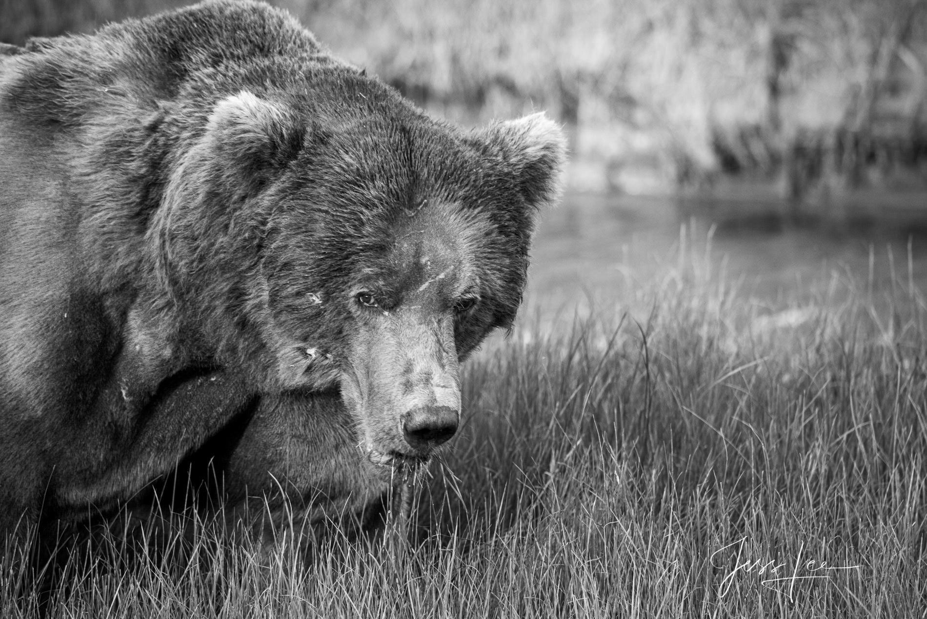 Black and White Bear Wallpapers - Top Free Black and White Bear ...