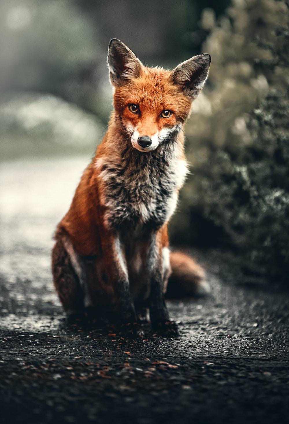 Fox HD Wallpapers - Top Free Fox HD Backgrounds - WallpaperAccess