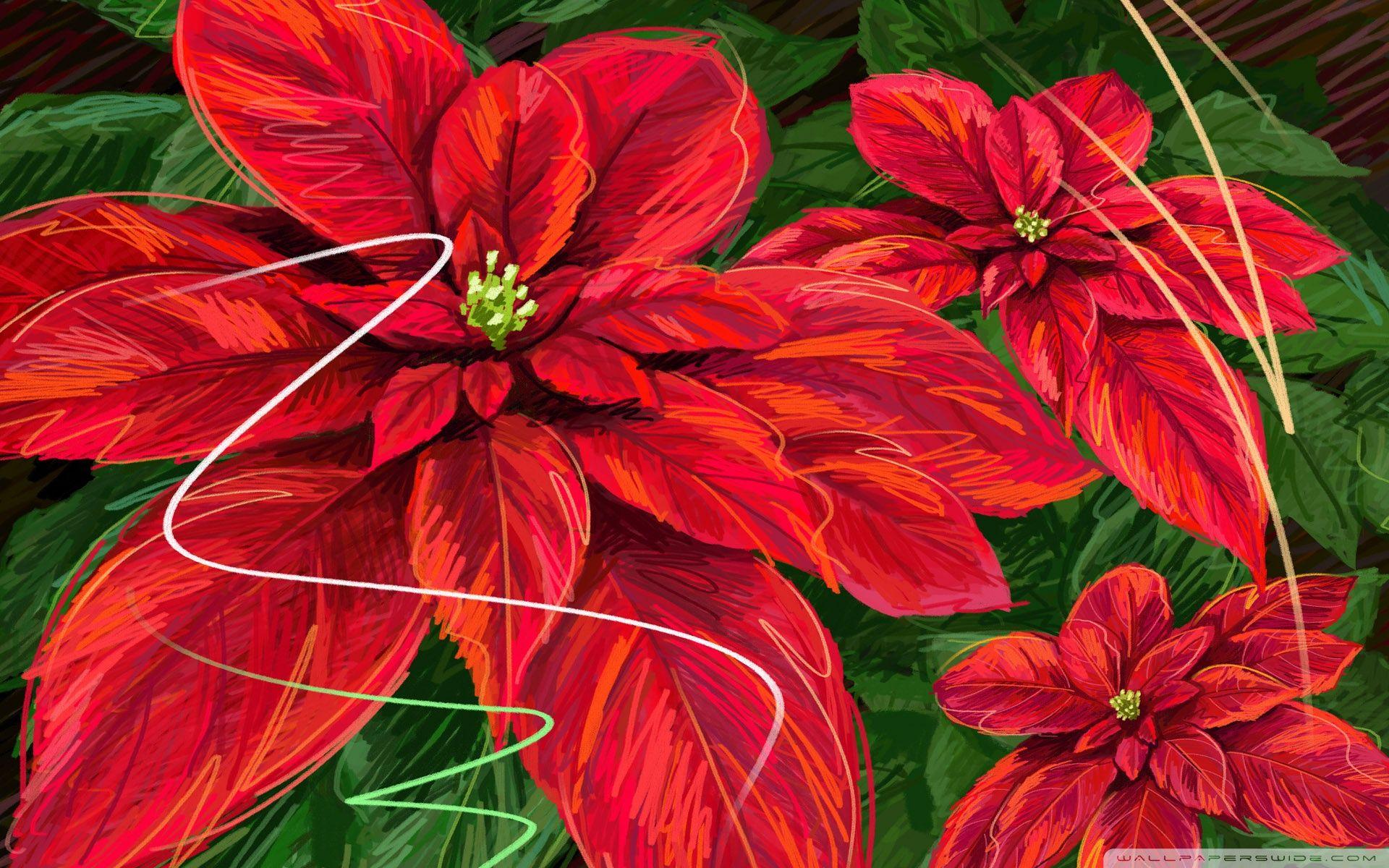 Christmas Poinsettia Wallpapers - Top Free Christmas Poinsettia Backgrounds - WallpaperAccess