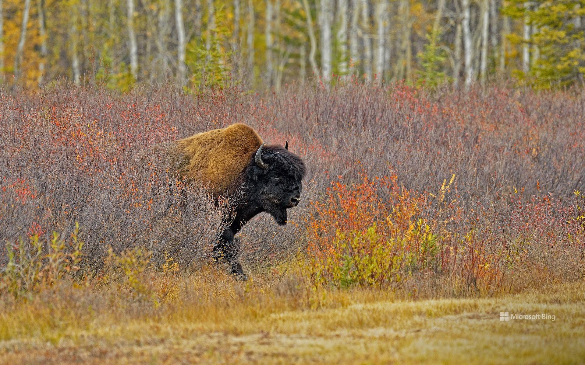 Northwest Territories Wallpapers - Top Free Northwest Territories ...