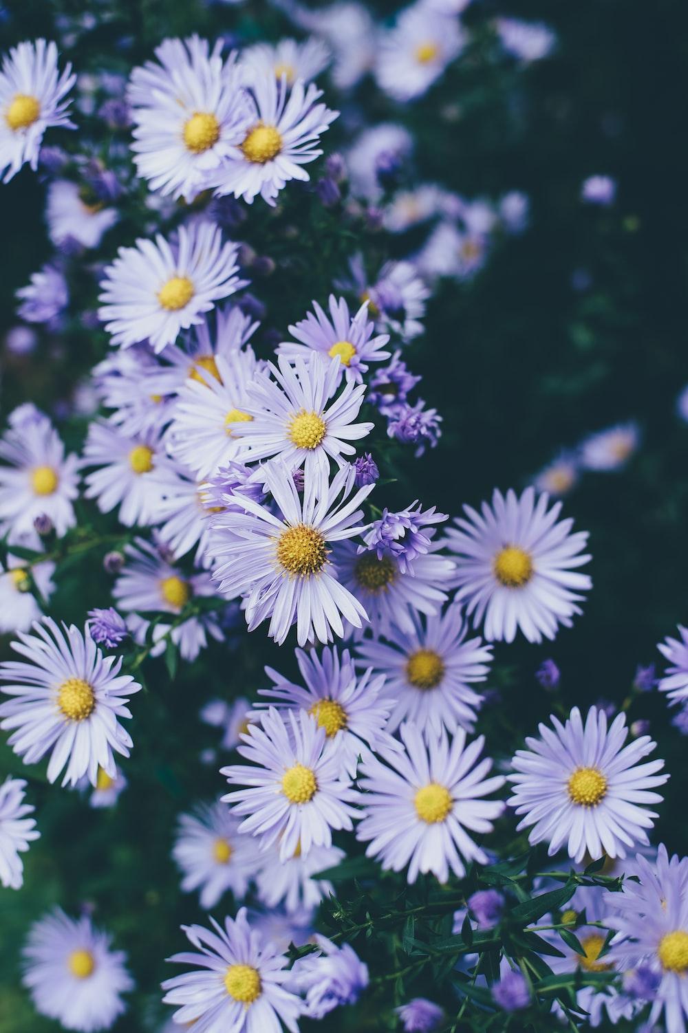 Daisy Purple Wallpapers - Top Free Daisy Purple Backgrounds ...
