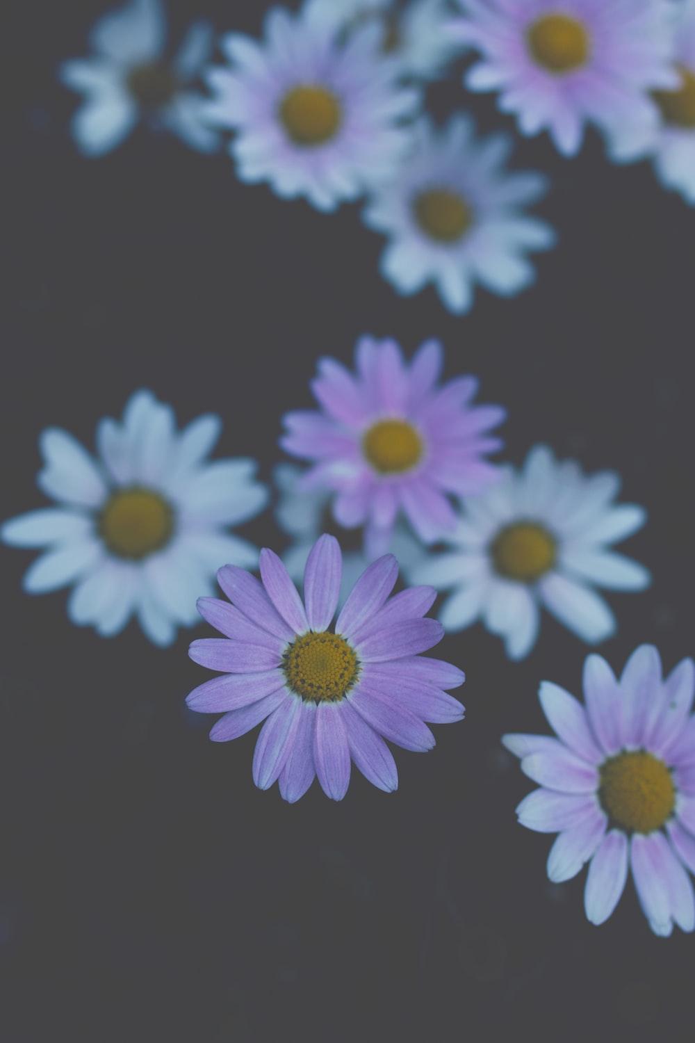 Daisy Purple Wallpapers - Top Free Daisy Purple Backgrounds ...