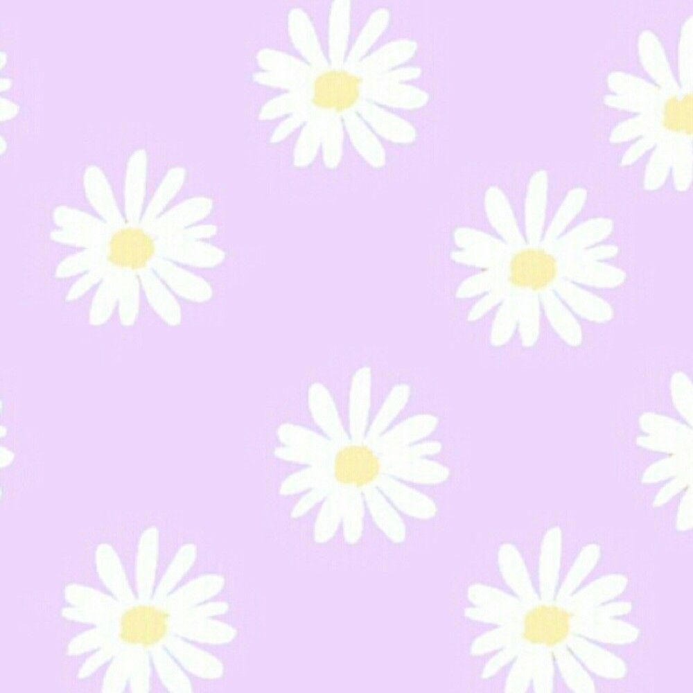 Daisy Purple Wallpapers - Top Free Daisy Purple Backgrounds ...