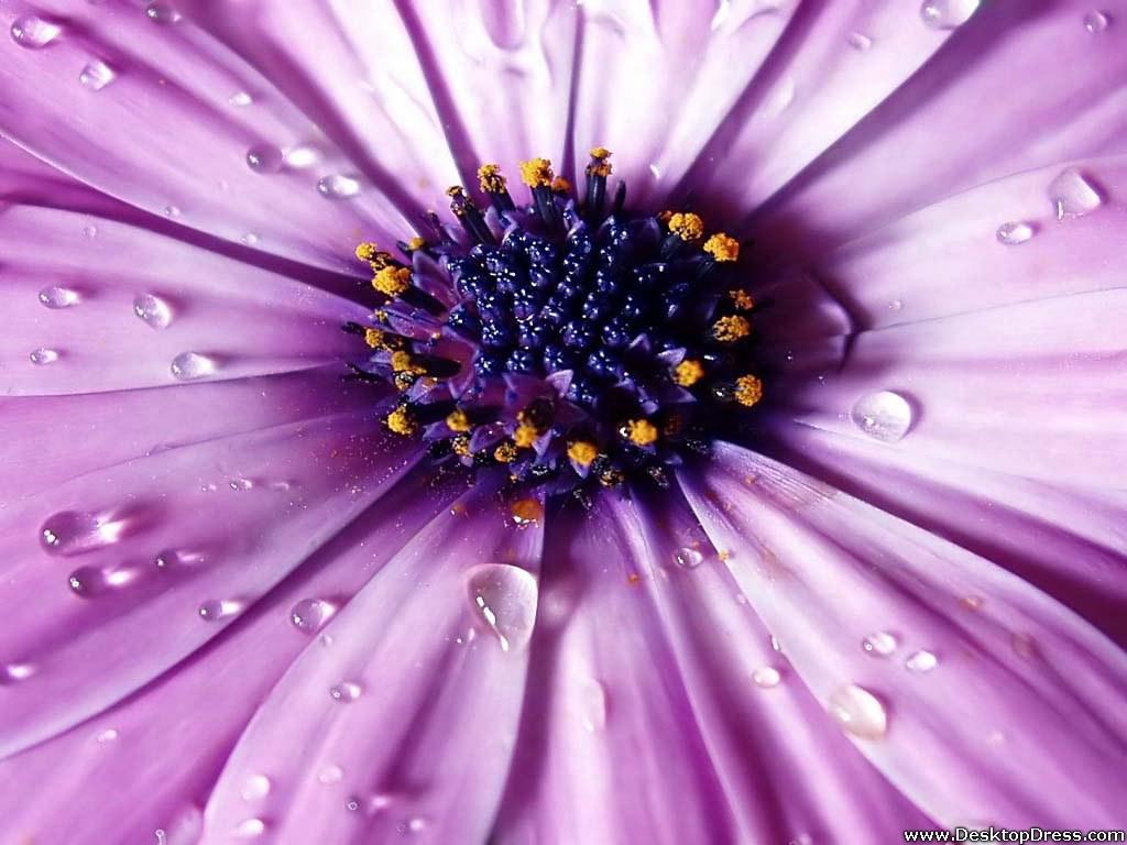Daisy Purple Wallpapers - Top Free Daisy Purple Backgrounds ...