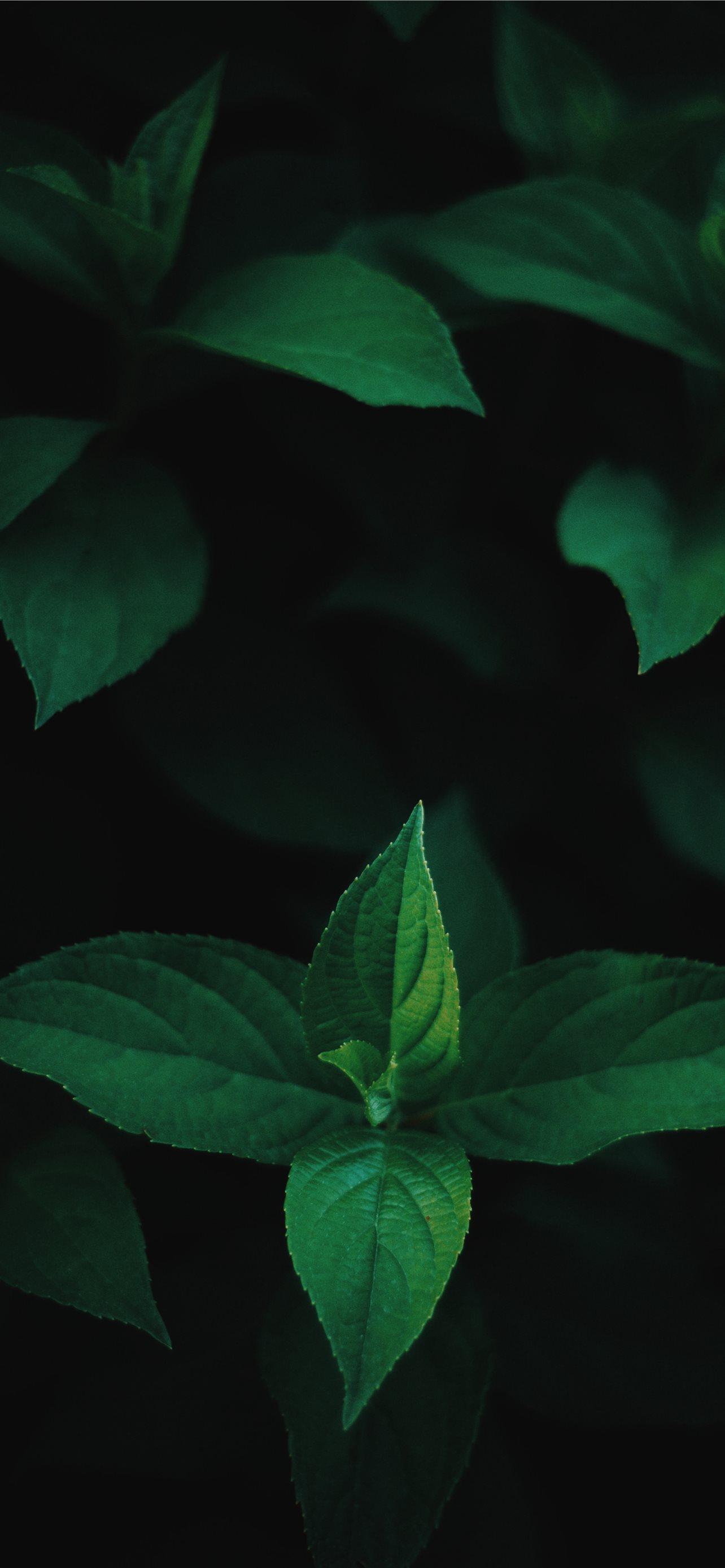 Mint iPhone Wallpapers - Top Free Mint iPhone Backgrounds - WallpaperAccess