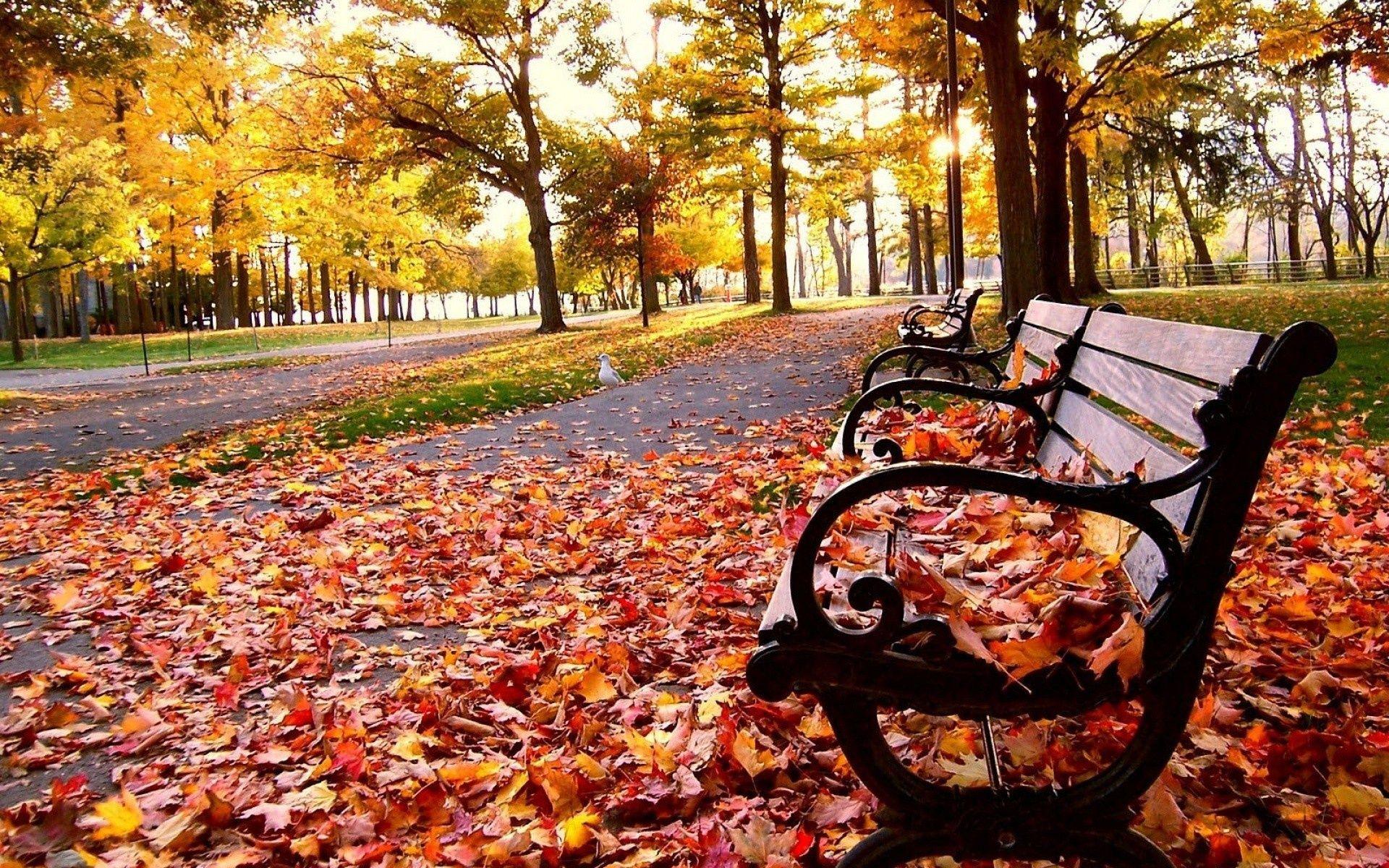 Autumn Bench Wallpapers - Top Free Autumn Bench Backgrounds ...