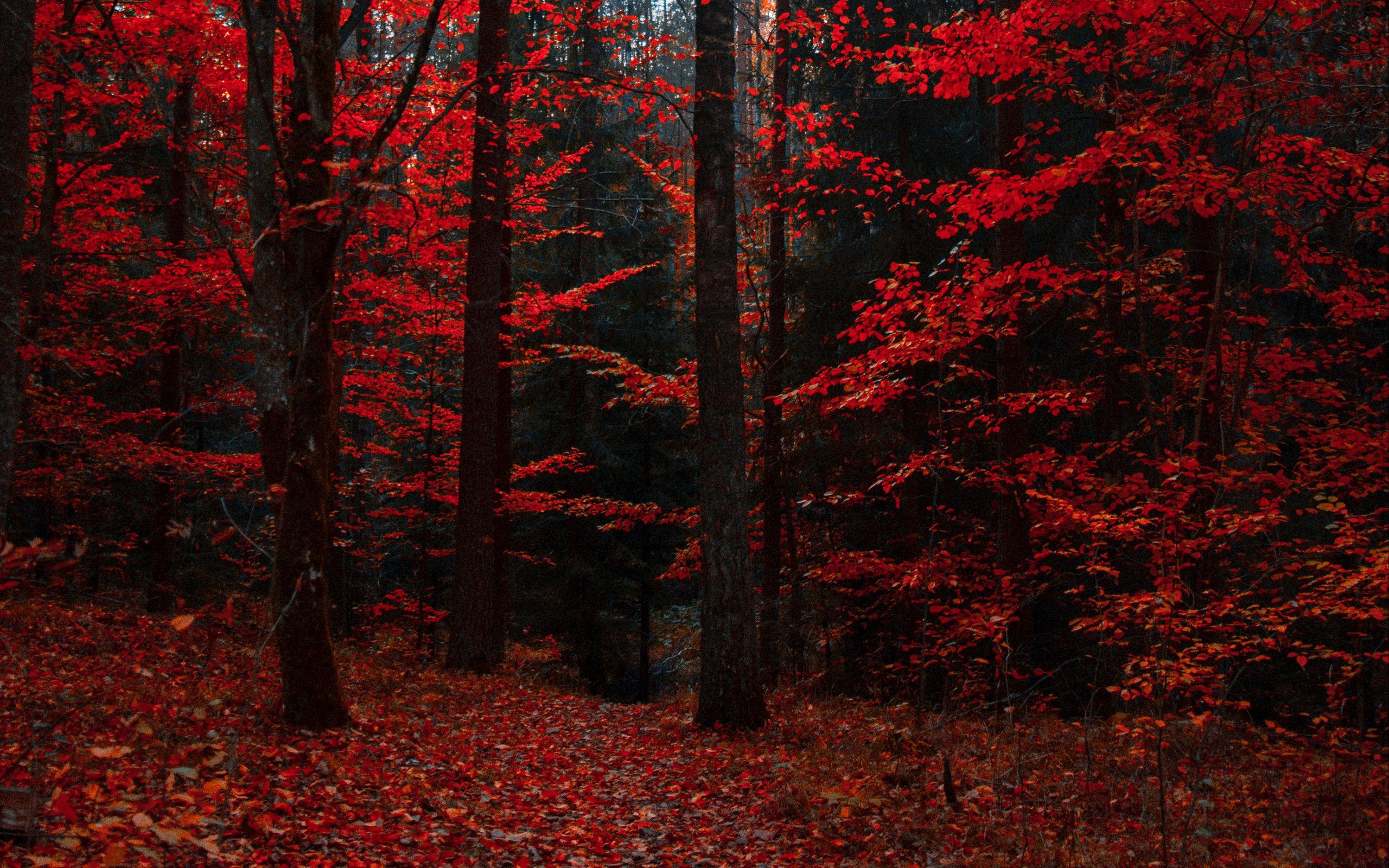 Dark Autumn Forest Wallpapers - Top Free Dark Autumn Forest Backgrounds ...